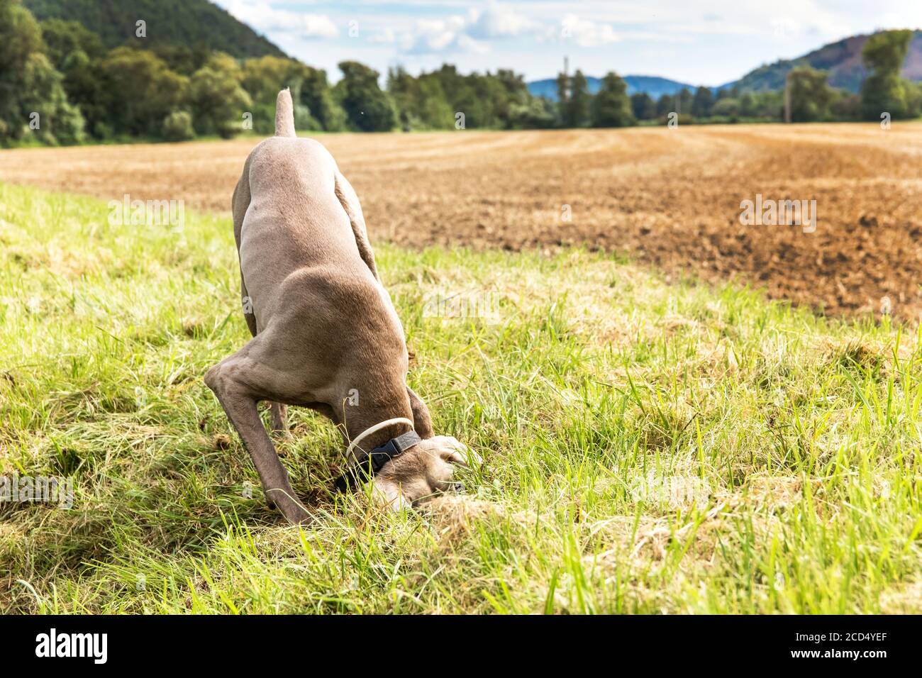 Why Does My Dog Dig His Head Into The Ground