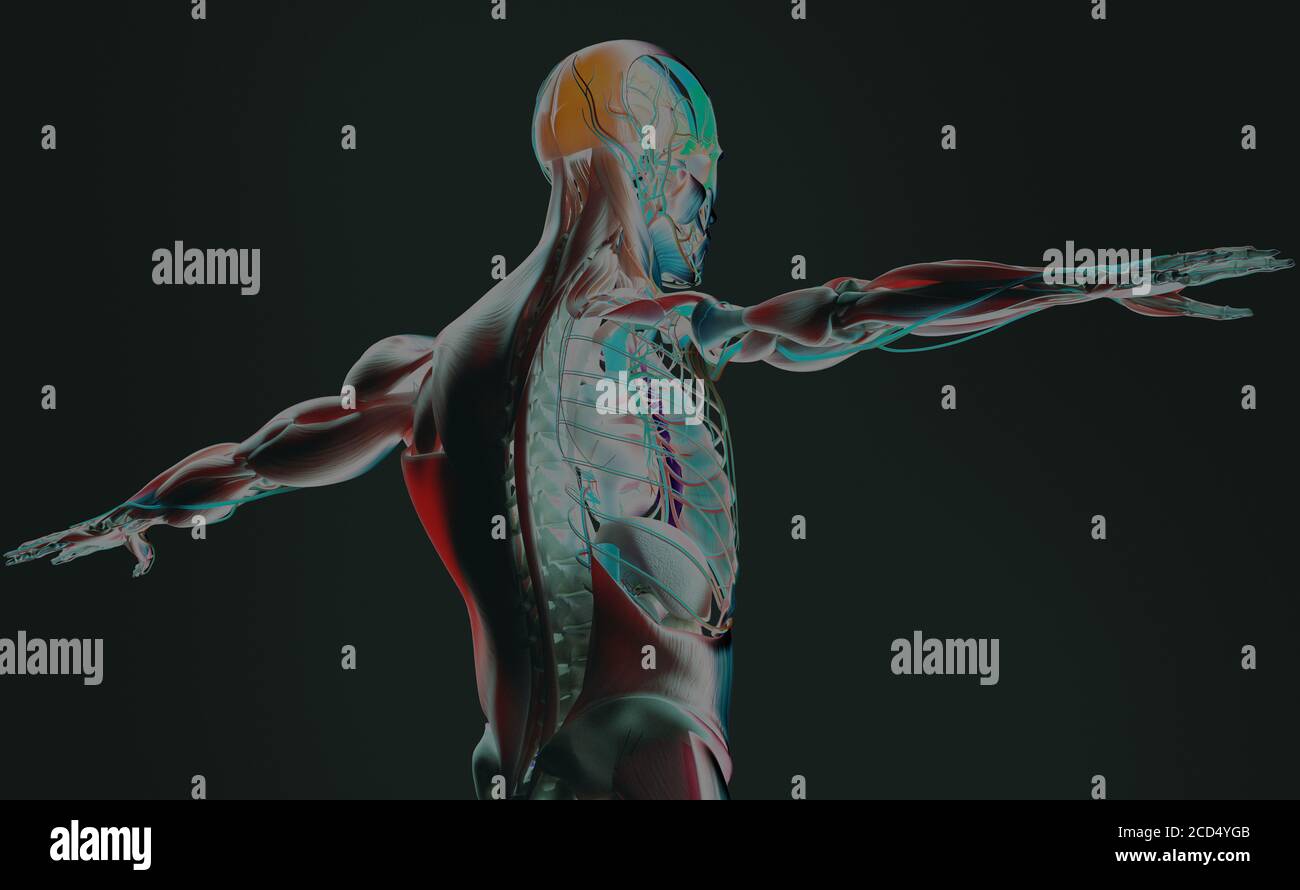 Human anatomy concept art, 3d illustration Stock Photo - Alamy