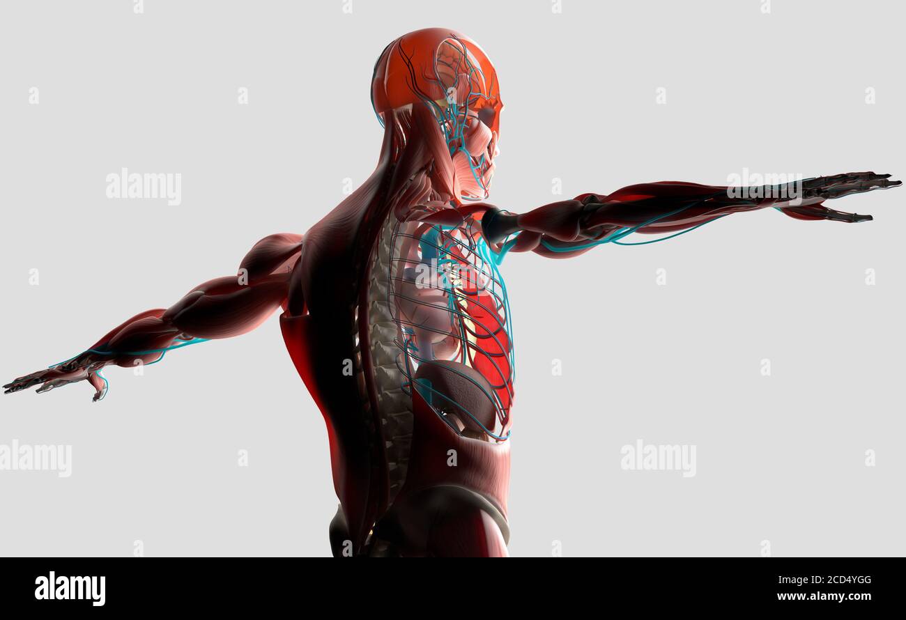 Human anatomy concept art, 3d illustration Stock Photo - Alamy
