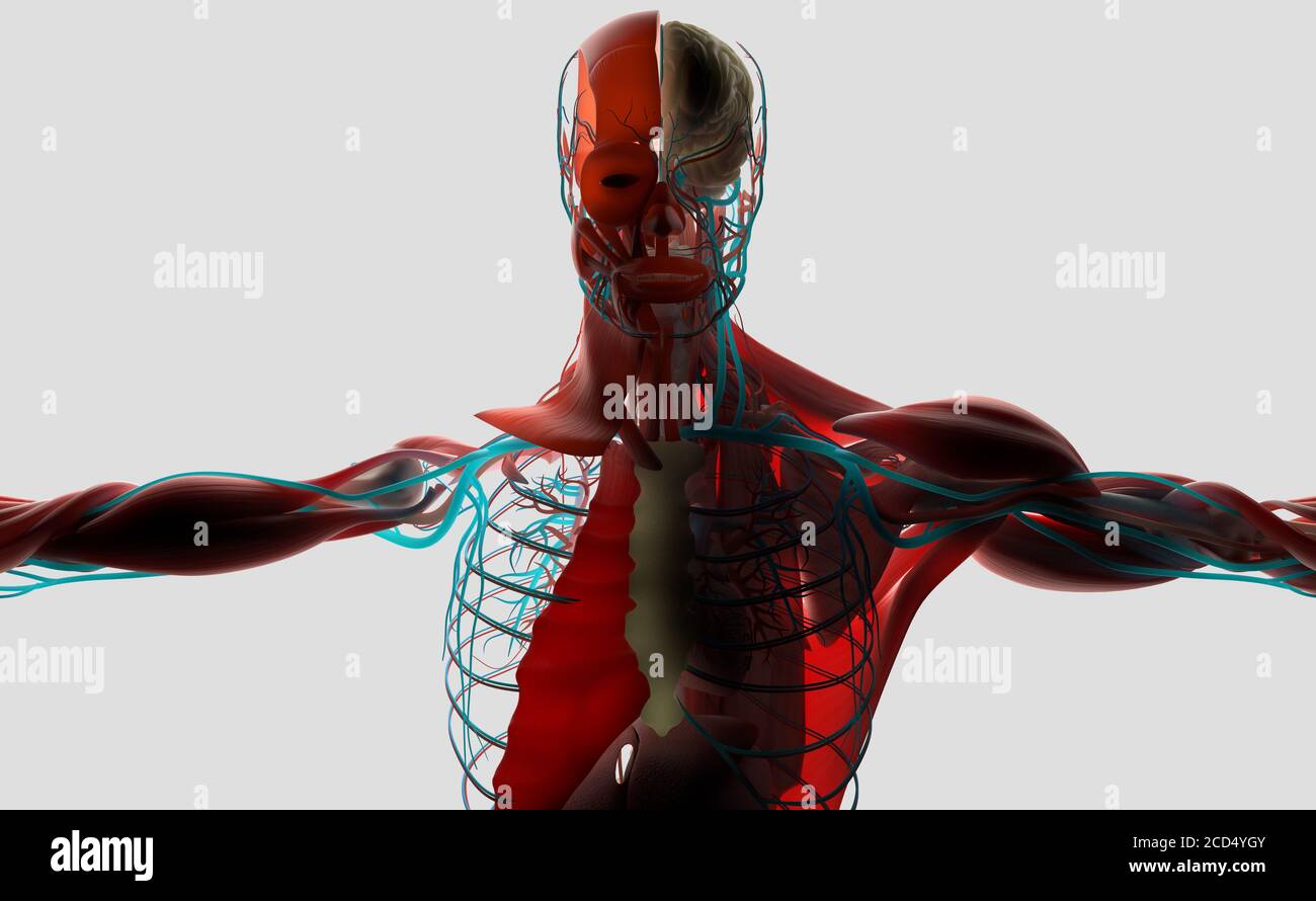 Human anatomy concept art, 3d illustration Stock Photo - Alamy