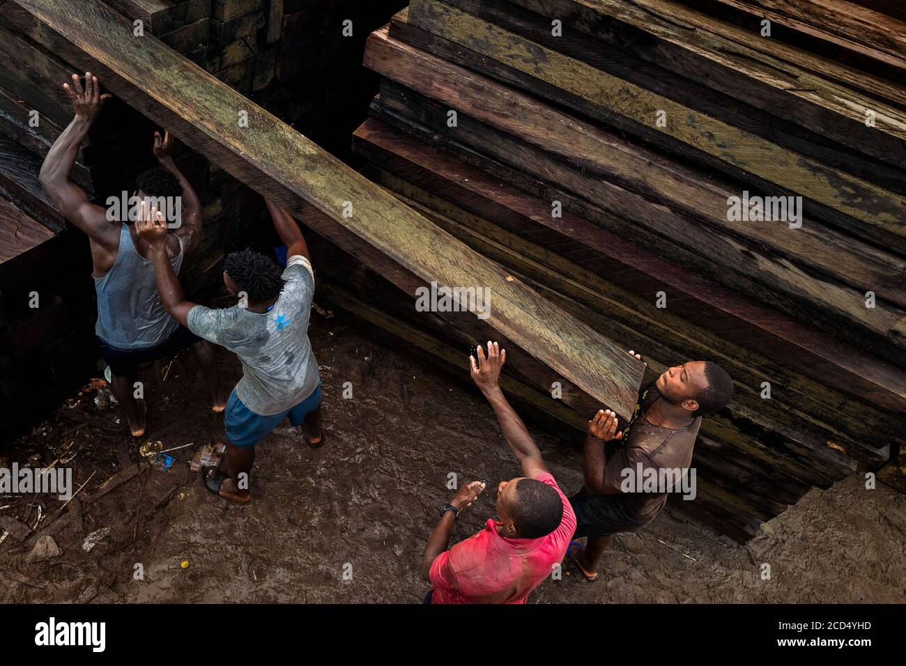 Afro-Colombian carriers lift a rough sawn timber, extracted from the ...