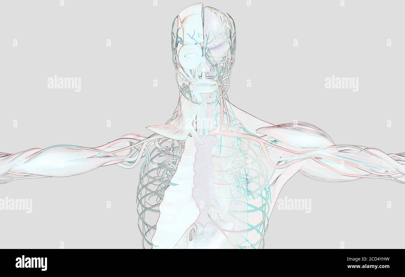 Human anatomy concept art, 3d illustration Stock Photo - Alamy