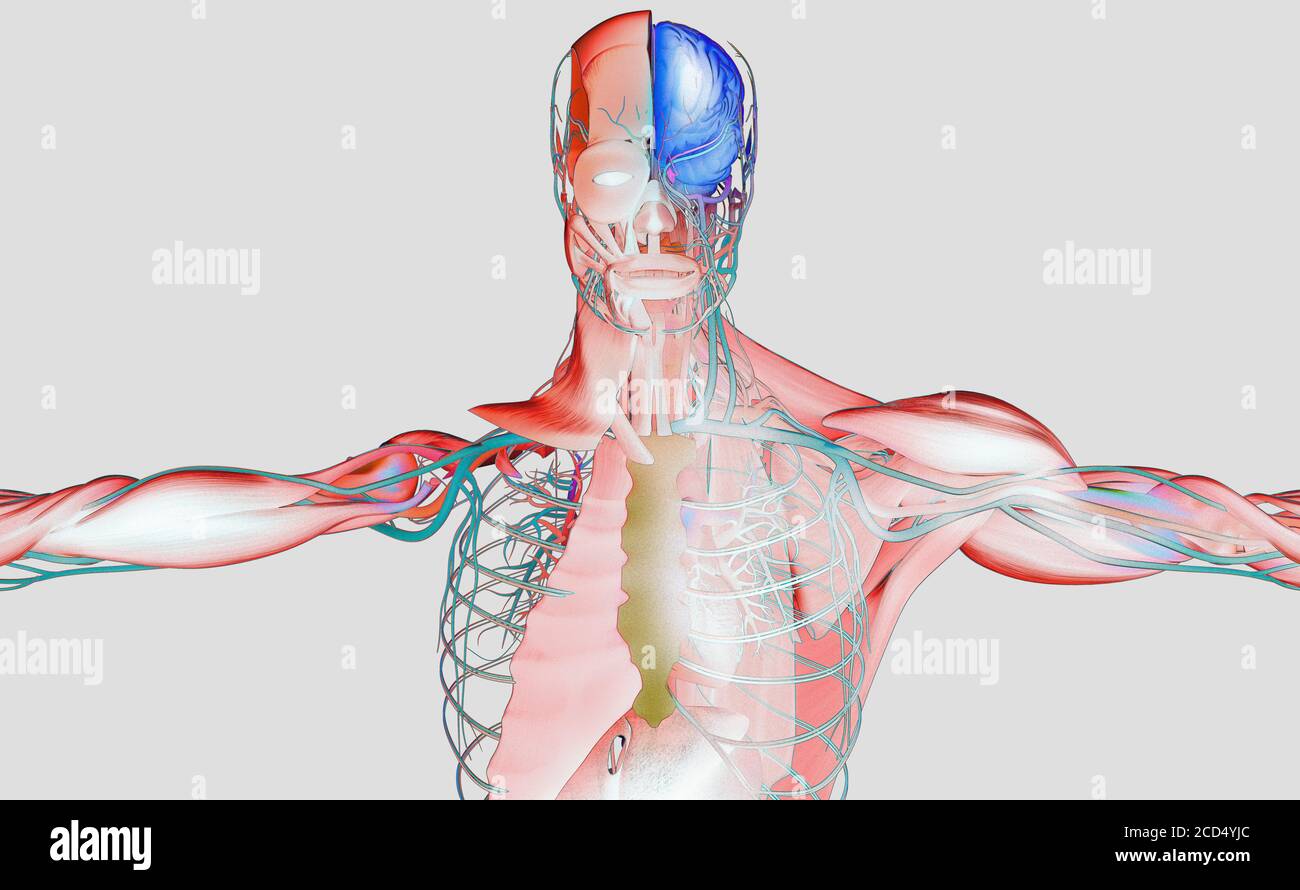 Human anatomy concept art, 3d illustration Stock Photo - Alamy