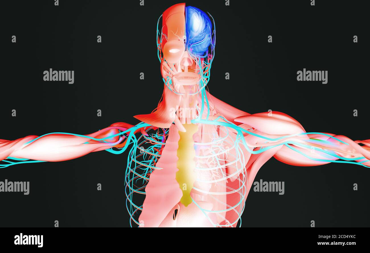Human anatomy concept art, 3d illustration Stock Photo - Alamy