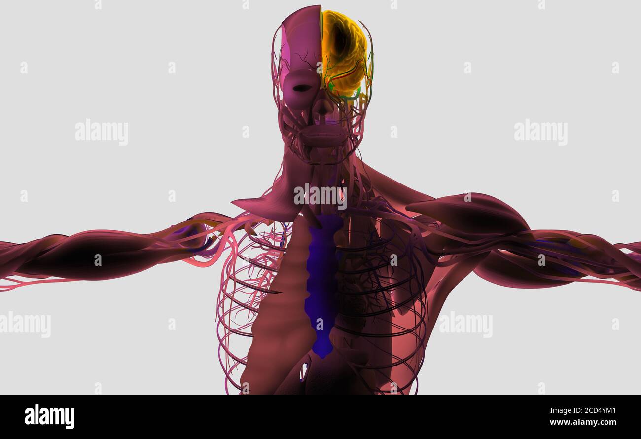 Human anatomy concept art, 3d illustration Stock Photo - Alamy