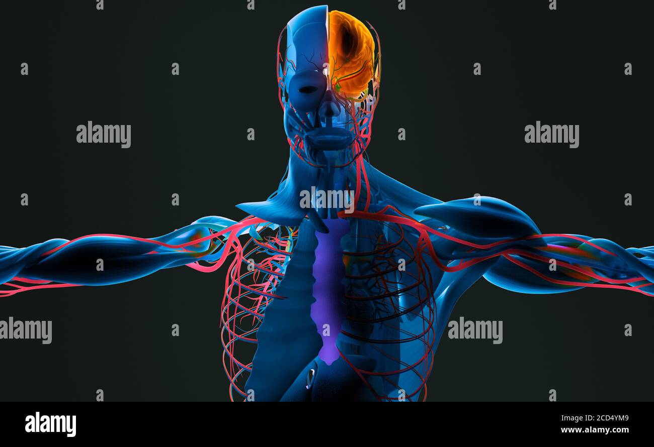 Human anatomy concept art, 3d illustration Stock Photo - Alamy