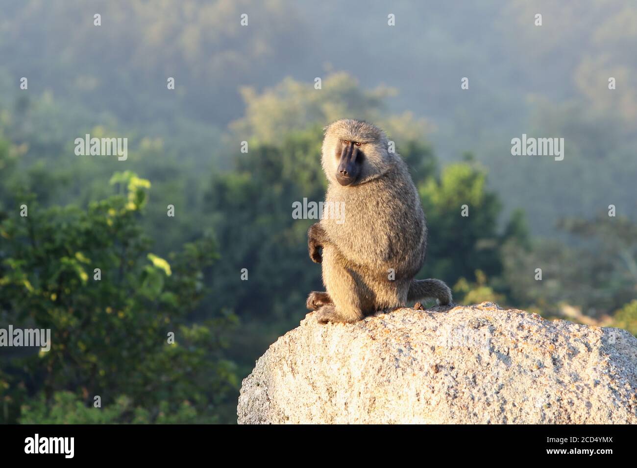 Baboon sitting on a rock hi-res stock photography and images - Alamy