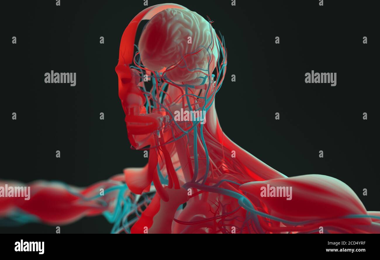Anatomy illustration of the human brain, concept 3d illustration Stock ...