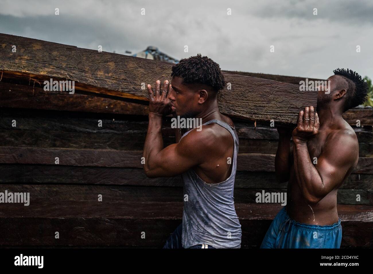 Afro-Colombian carriers lift a rough sawn timber, extracted from the ...
