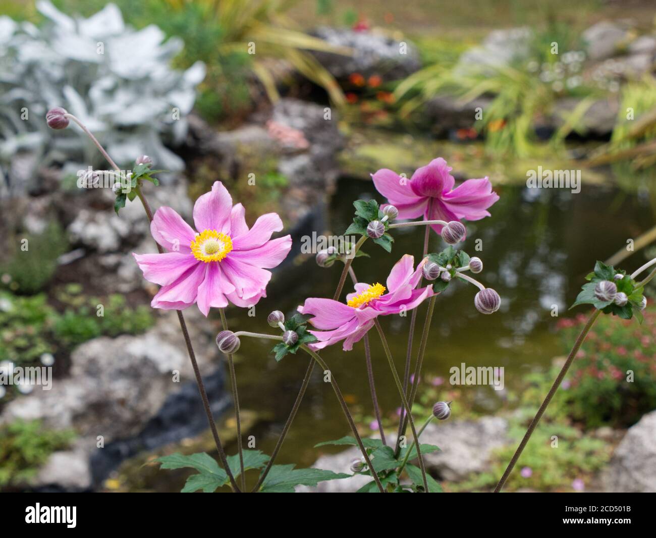 Pink Grape Leaf Anemone, Eriocapitella Vitifolia. Anemone. Hoop Lane ...