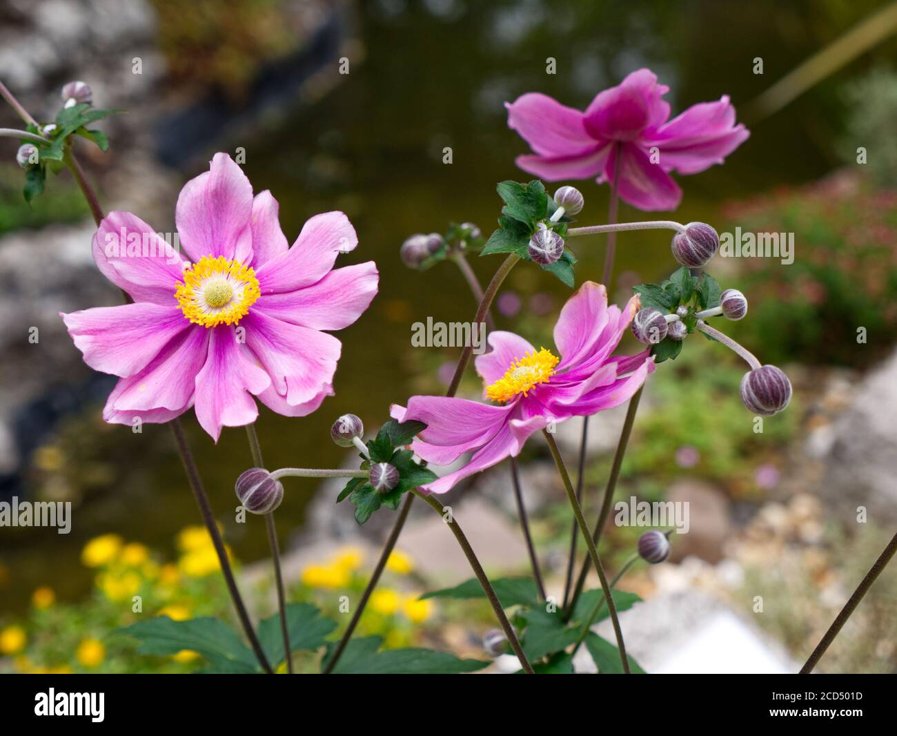 Pink Grape Leaf Anemone, Eriocapitella Vitifolia. Anemone. Hoop Lane ...