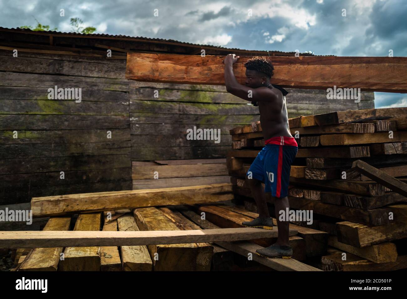 A Colombian worker carries a rough sawn timber, extracted from the ...