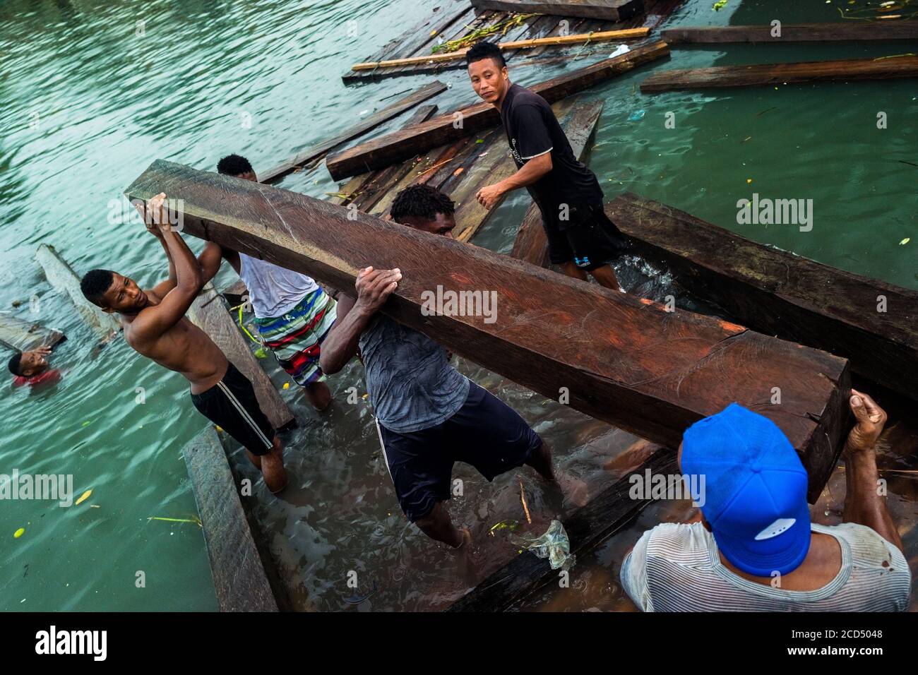Afro-Colombian workers carry a rough sawn timber, extracted from the ...