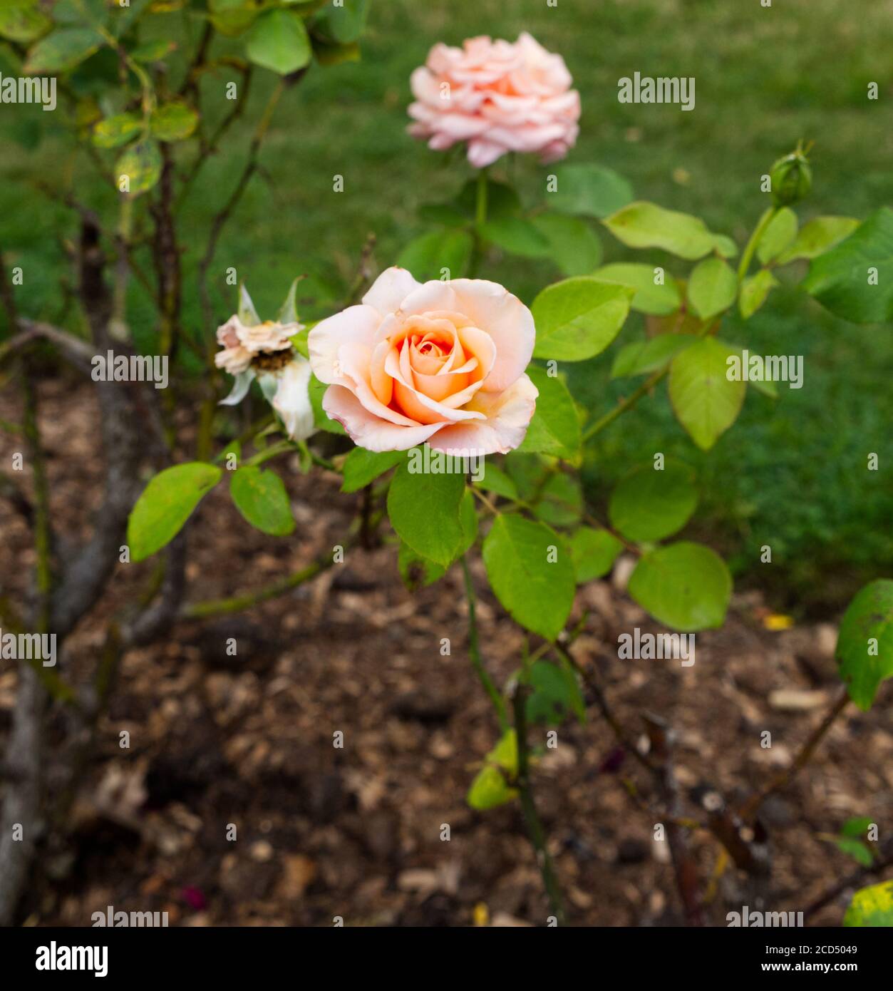 French Rose. Rosa Gallica. Peach Rose. Rose Petals. Roses. Rose Garden ...