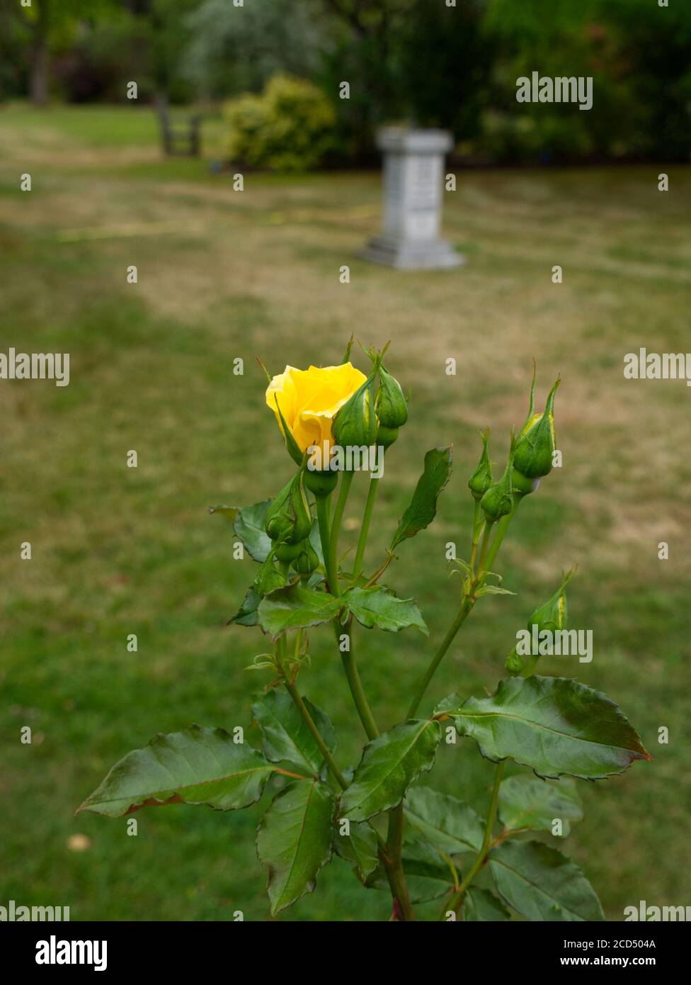 Yellow Tea Roses. Rosa Hybrida. Romantic Roses.Hoop Lane Crematorium ...