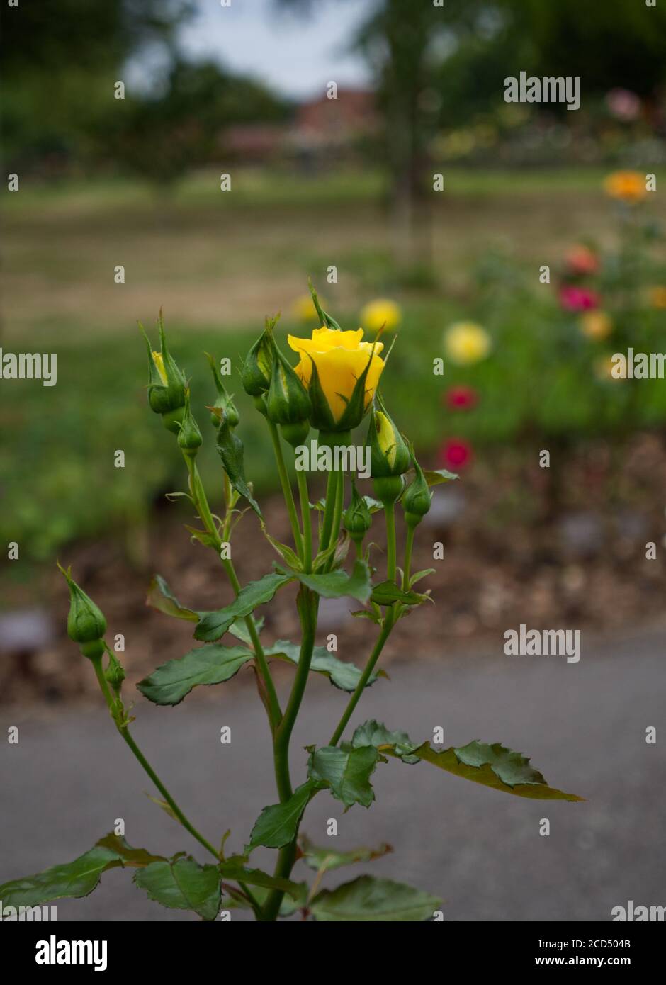 Yellow Tea Roses. Rosa Hybrida. Romantic Roses.Hoop Lane Crematorium ...