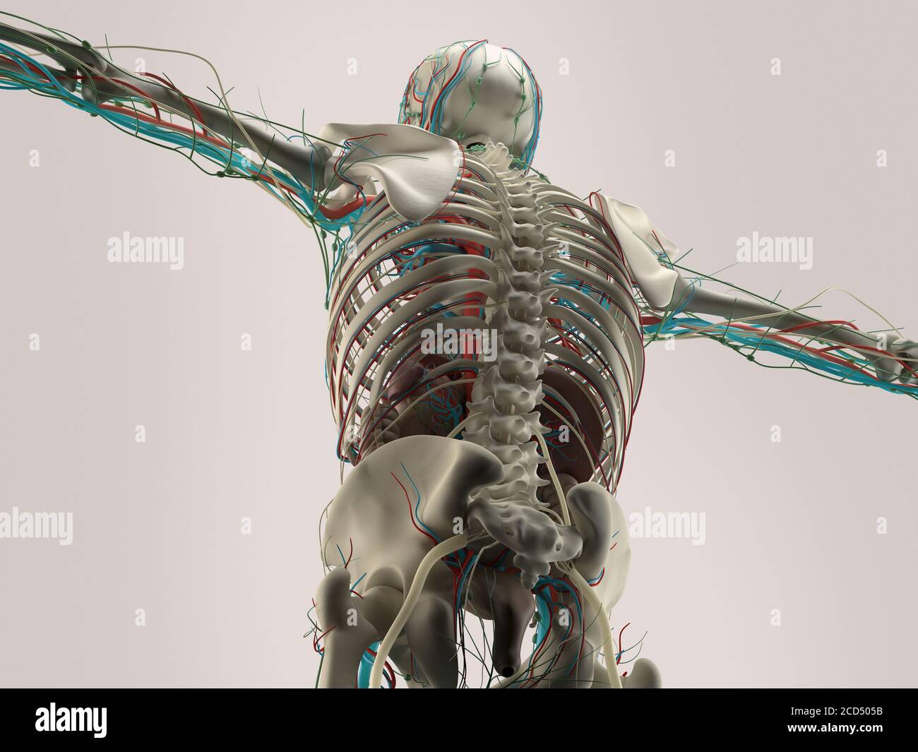 Anatomy illustration of male body, back, spine, torso Stock Photo - Alamy