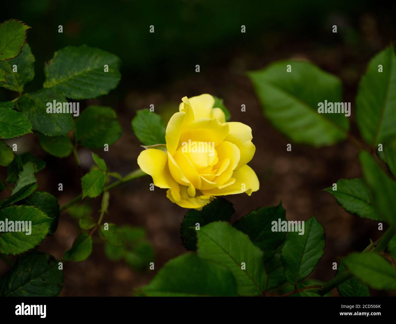 Yellow Tea Roses. Rosa Hybrida. Romantic Roses.Hoop Lane Crematorium ...