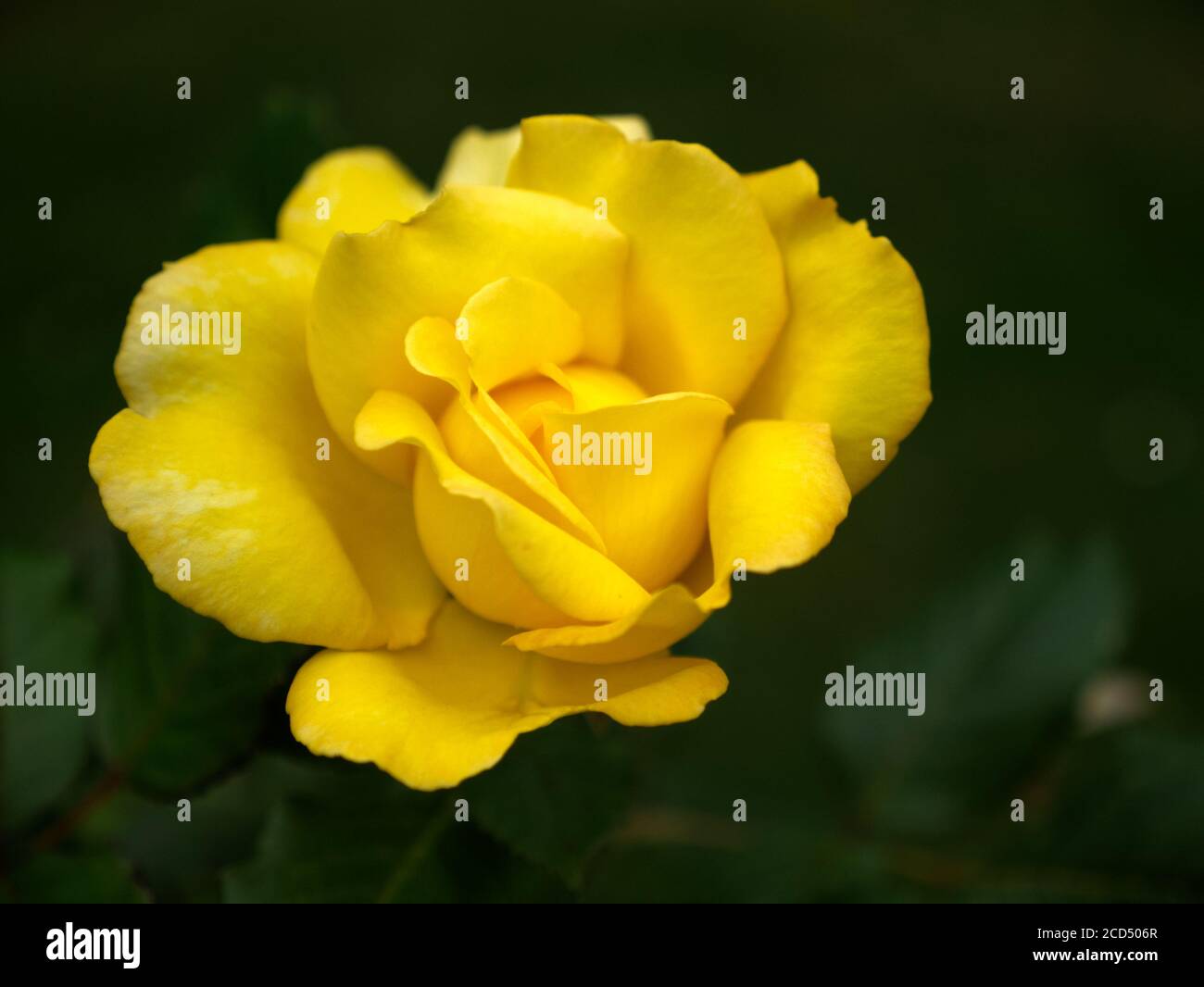 Yellow Tea Roses. Rosa Hybrida. Romantic Roses.Hoop Lane Crematorium ...