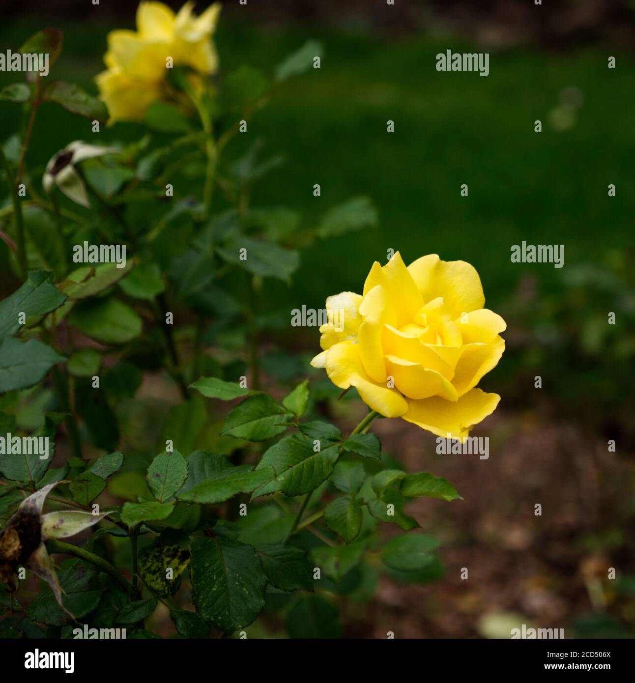 Yellow Tea Roses. Rosa Hybrida. Romantic Roses.Hoop Lane Crematorium ...