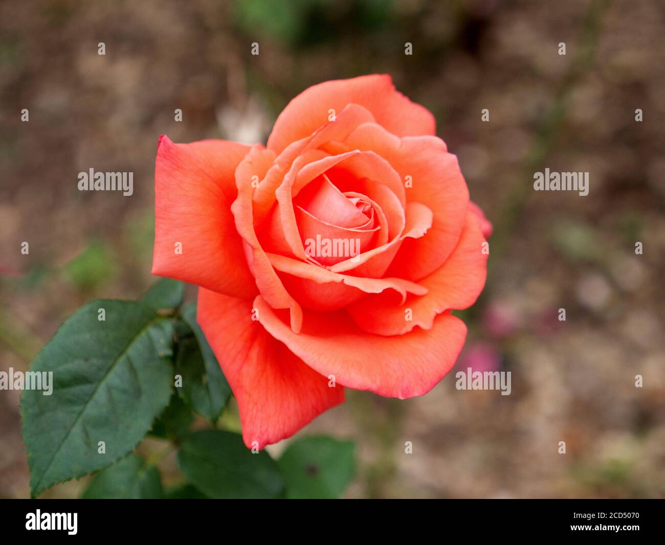 Orange Tea Roses. Rosa Hybrida. Orange Rose Petals. Romantic Roses ...