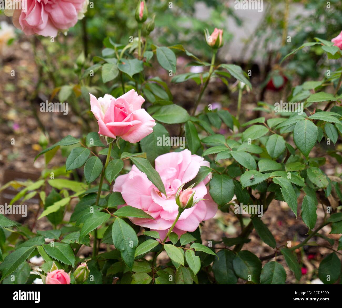 Rosa Chinensis. China Roses. Pink Rose petals. Pink & Orange petals ...