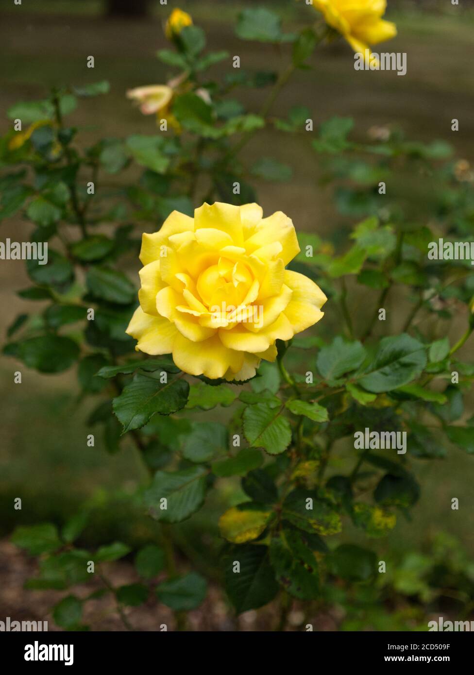Yellow Tea Roses. Rosa Hybrida. Romantic Roses.Hoop Lane Crematorium ...