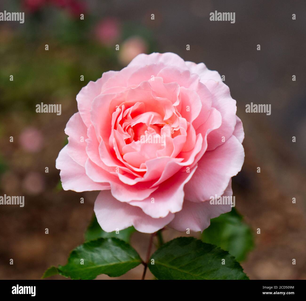 Rosa Chinensis. China Roses. Pink Rose petals. Pink & Orange petals ...