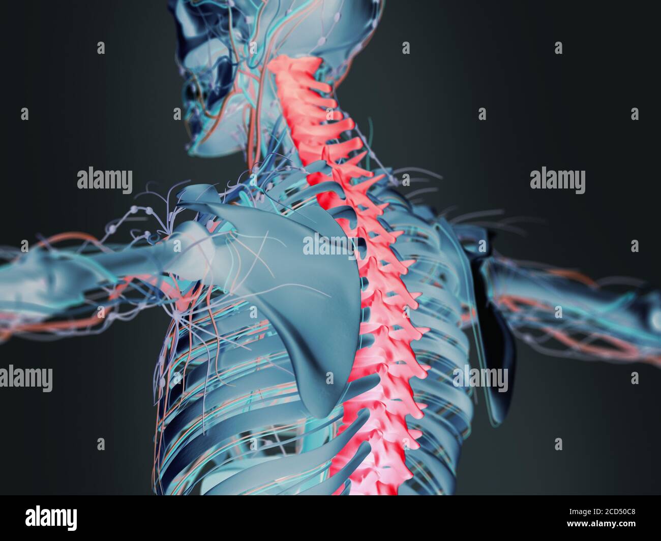 Anatomy illustration of male body, back, spine, torso Stock Photo - Alamy