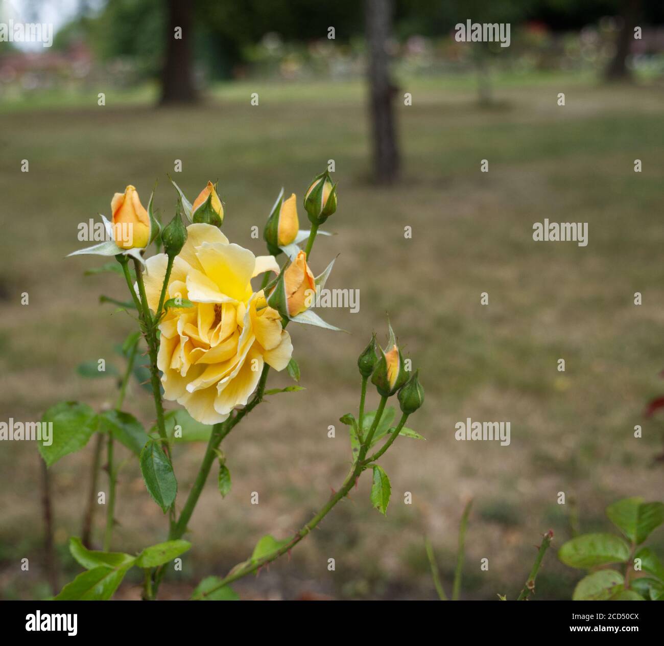 Yellow Tea Roses. Rosa Hybrida. Romantic Roses.Hoop Lane Crematorium ...