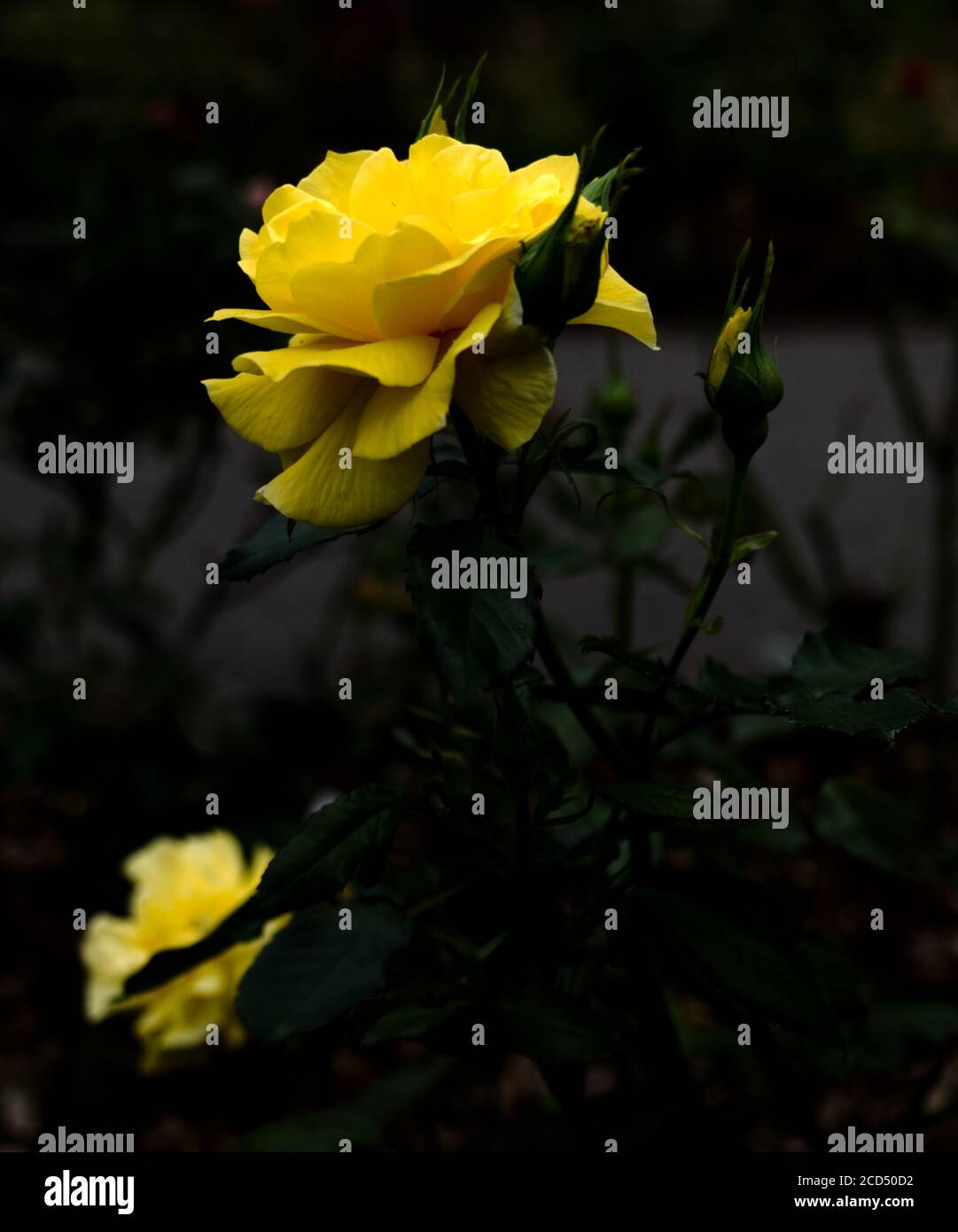 Rosa Hybrida, Roses, Yellow Tea Rose. Tea Rose. Romantic. Rose Buds ...