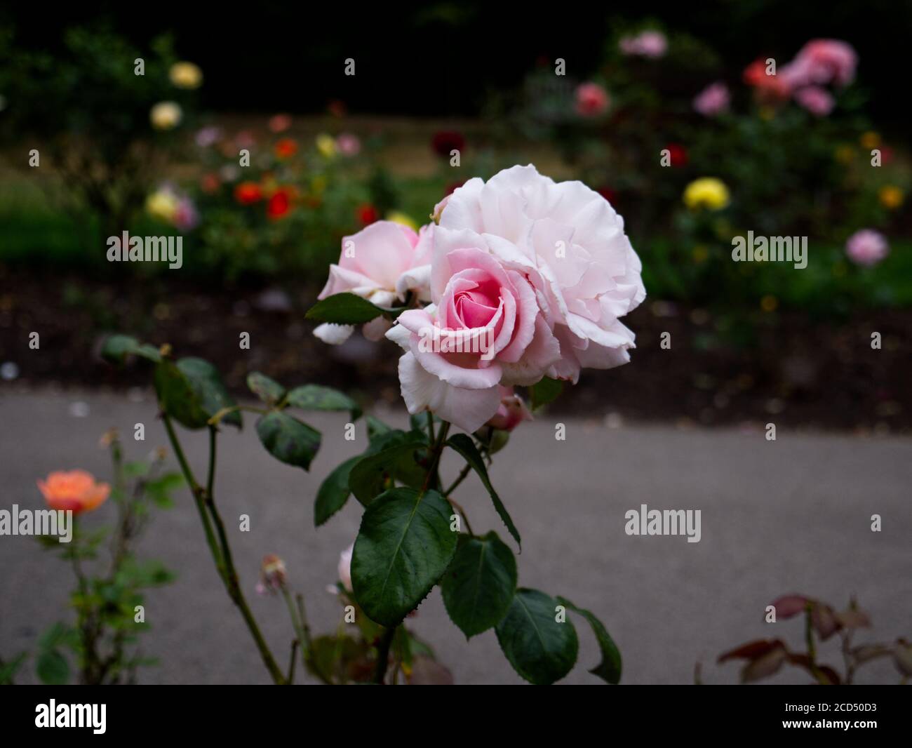 Rosa Hybrida, Roses, Pink Tea Rose. Tea Rose. Romantic. Bridal. Rose ...