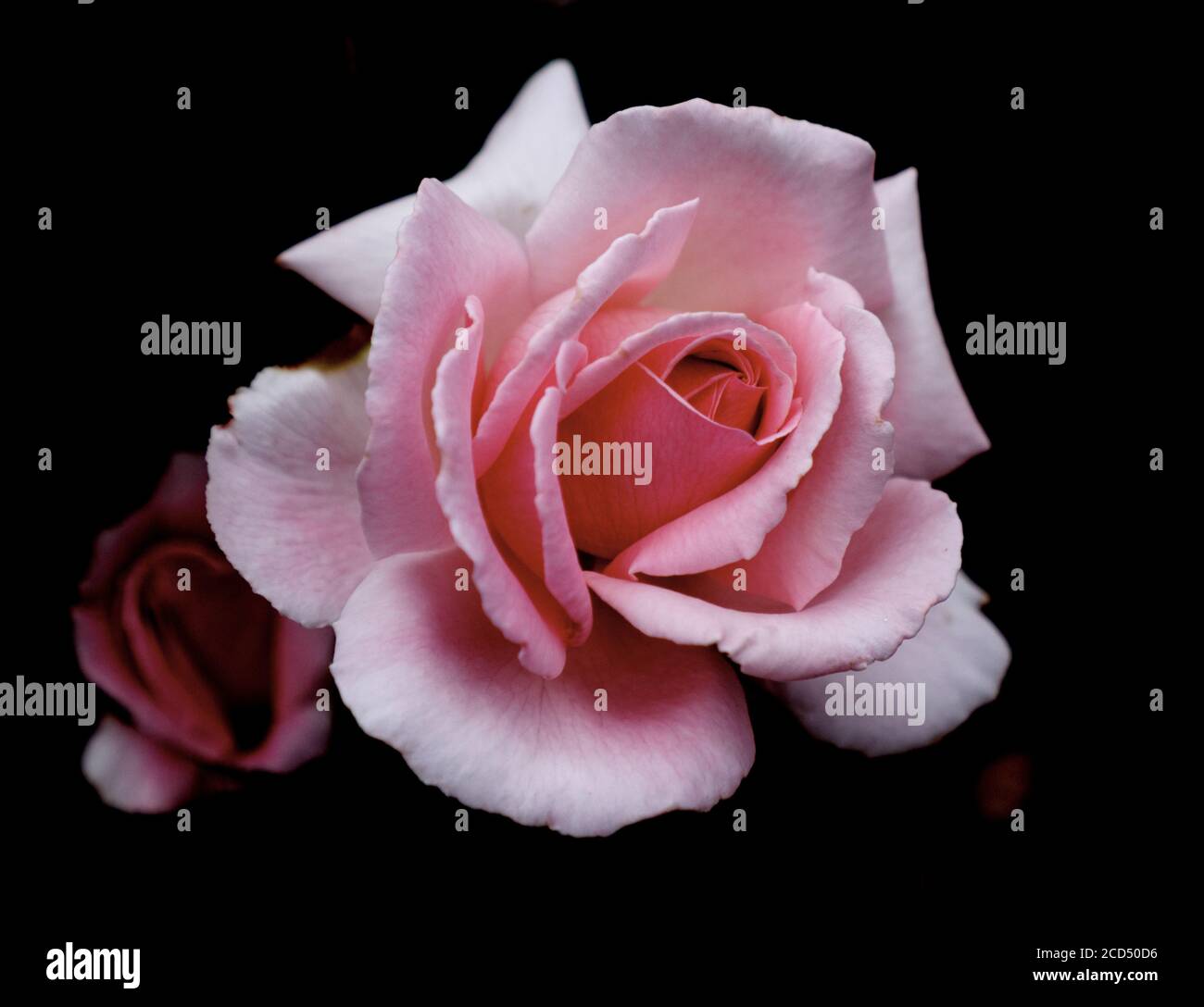 Rosa Hybrida, Roses, Pink Tea Rose. Tea Rose. Romantic. Bridal. Rose ...