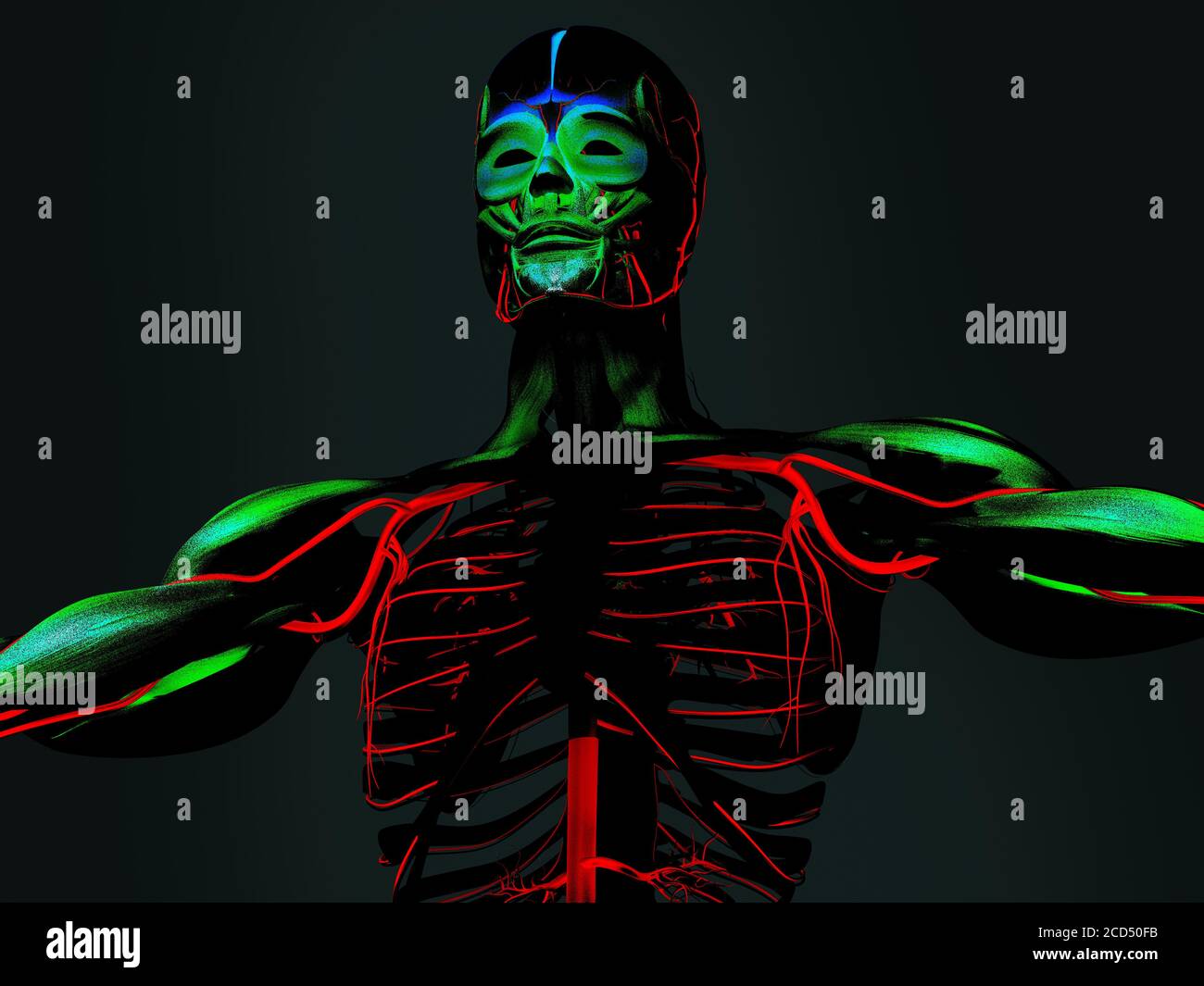 Human anatomy body concept art, 3d illustration Stock Photo - Alamy