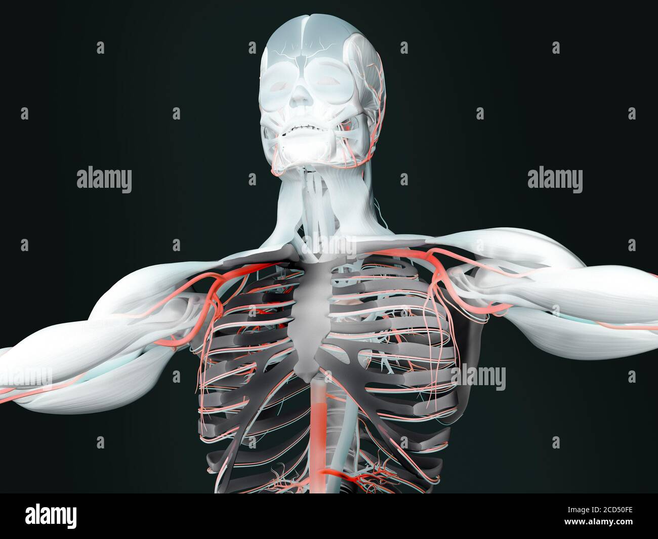 Human anatomy body concept art, 3d illustration Stock Photo - Alamy