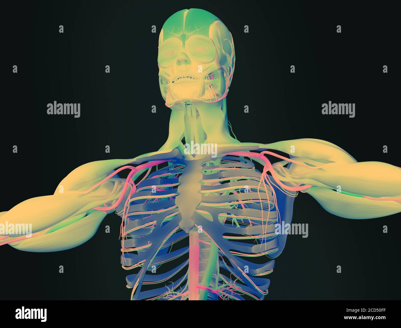 Human anatomy body concept art, 3d illustration Stock Photo - Alamy