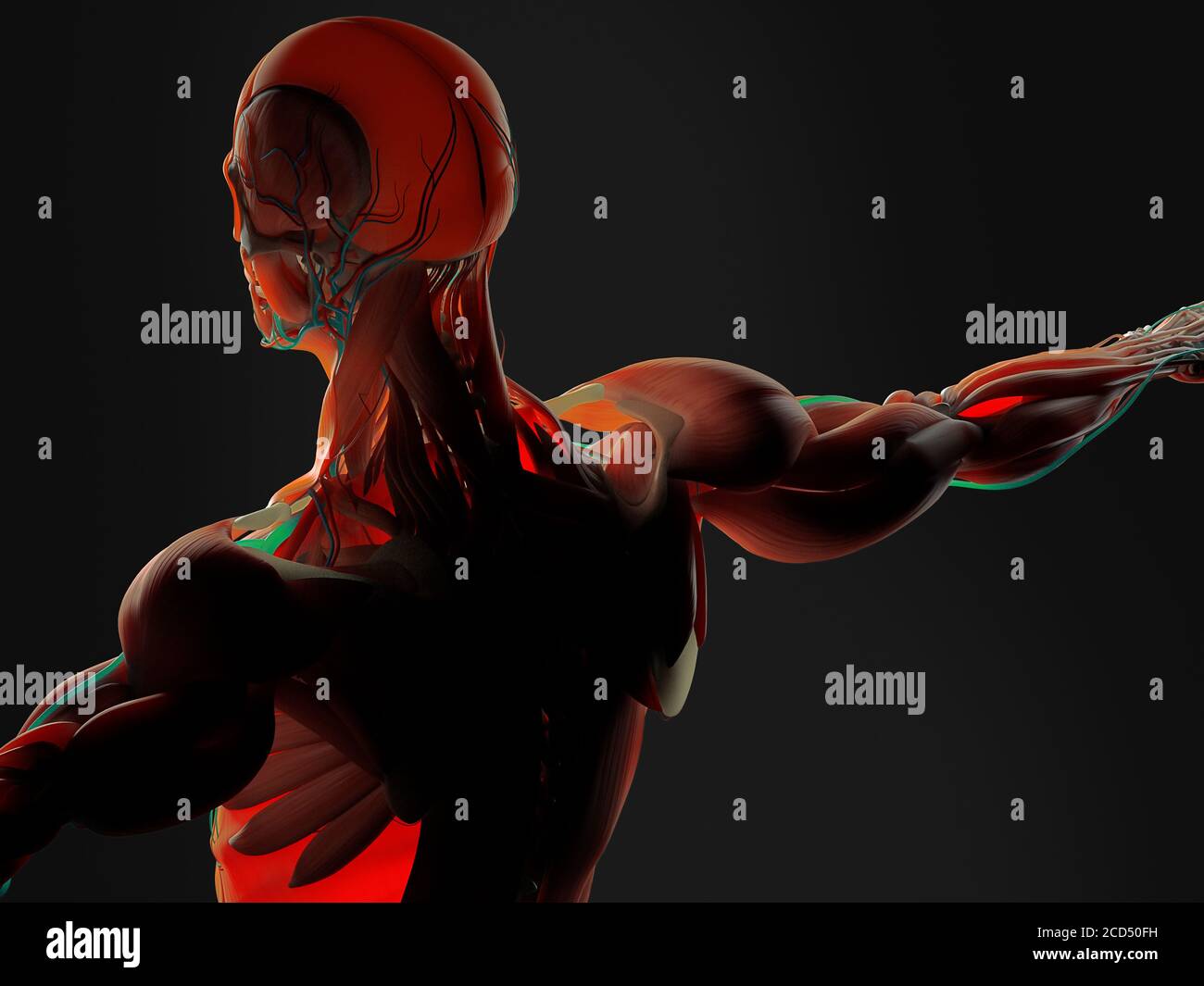 Human anatomy body concept art, 3d illustration Stock Photo - Alamy