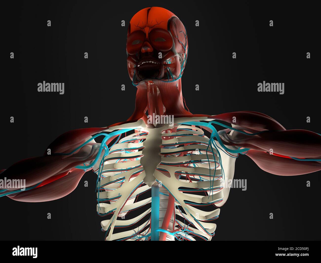 Human anatomy body concept art, 3d illustration Stock Photo - Alamy