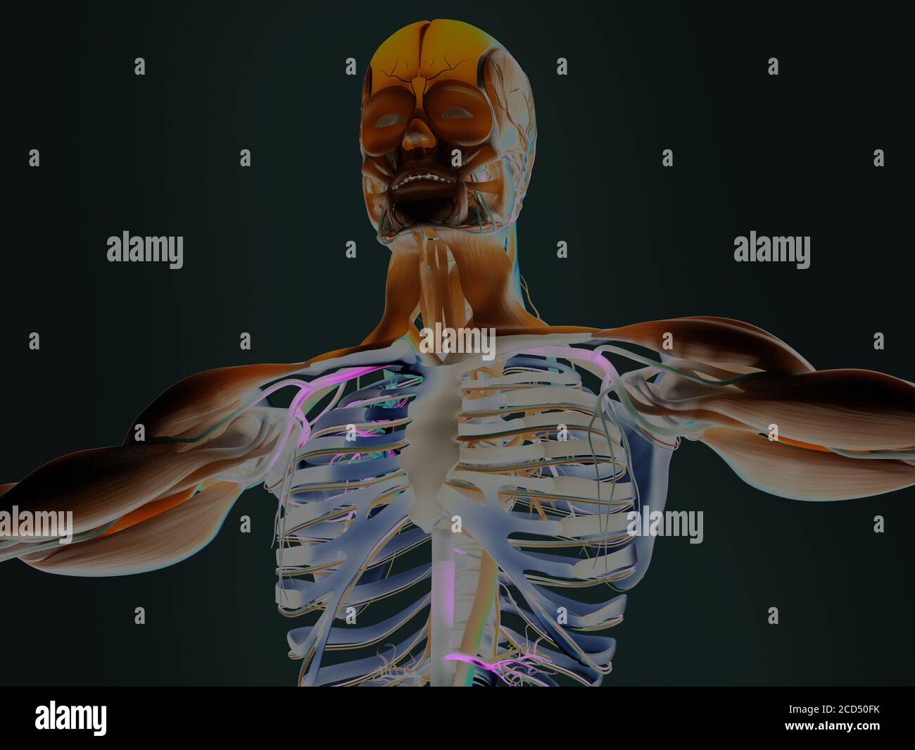 Human anatomy body concept art, 3d illustration Stock Photo - Alamy
