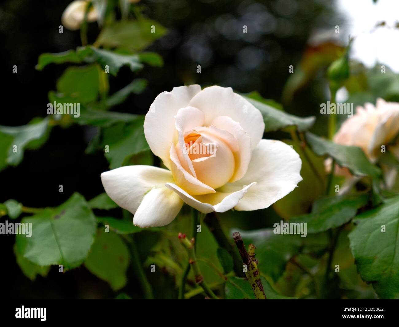 Rosa Hybrida, Roses, White and Peach Tea Roses. Bridal. Hoop Lane ...