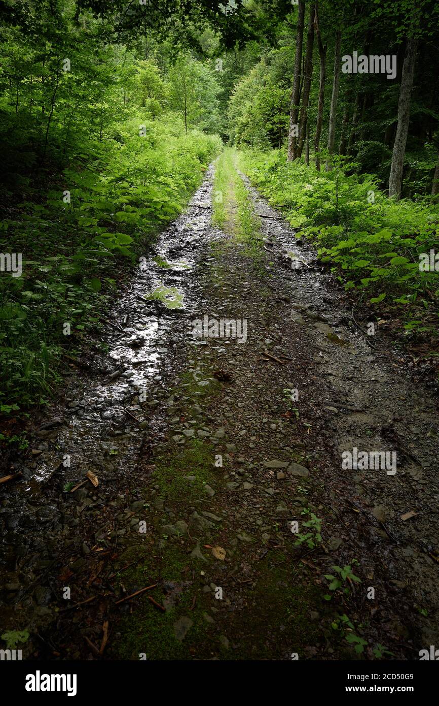 Wet woods walk hi-res stock photography and images - Alamy