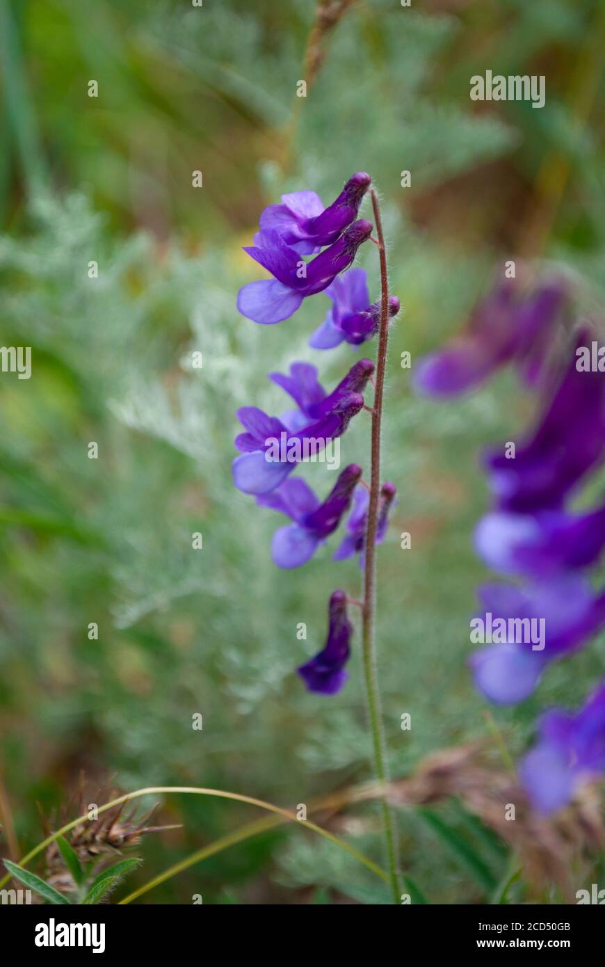 Mouse weed hi-res stock photography and images - Alamy