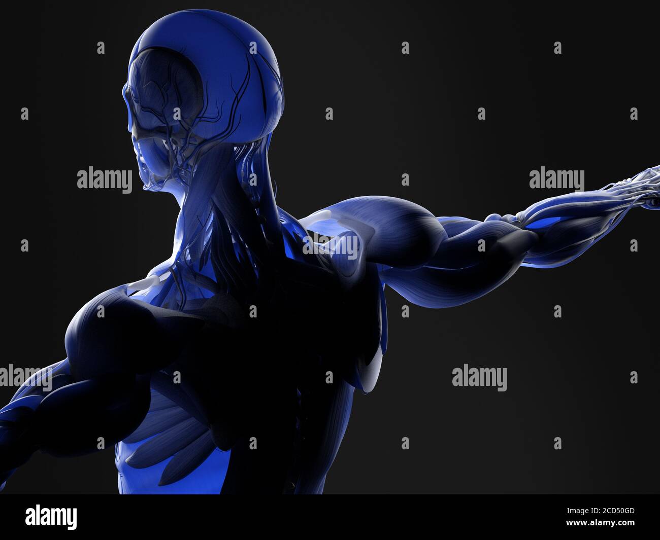 Human anatomy body concept art, 3d illustration Stock Photo - Alamy