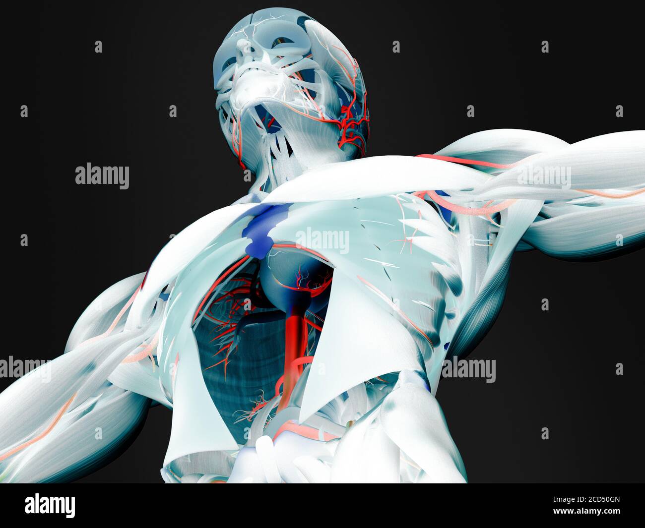 Human anatomy body concept art, 3d illustration Stock Photo - Alamy
