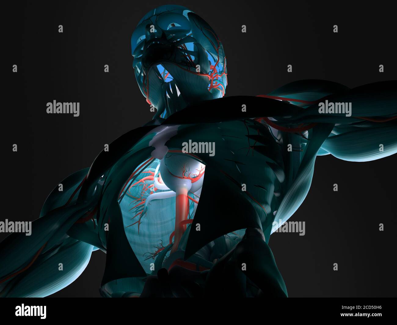 Human anatomy body concept art, 3d illustration Stock Photo - Alamy