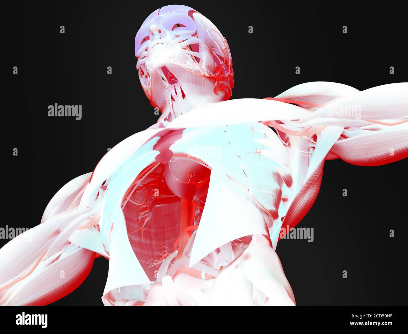 Human anatomy body concept art, 3d illustration Stock Photo - Alamy