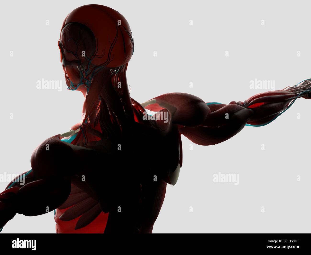 Human anatomy body concept art, 3d illustration Stock Photo - Alamy