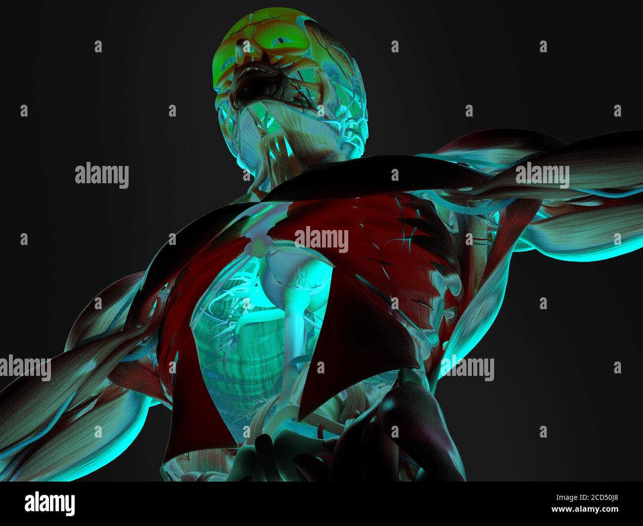 Human anatomy body concept art, 3d illustration Stock Photo - Alamy