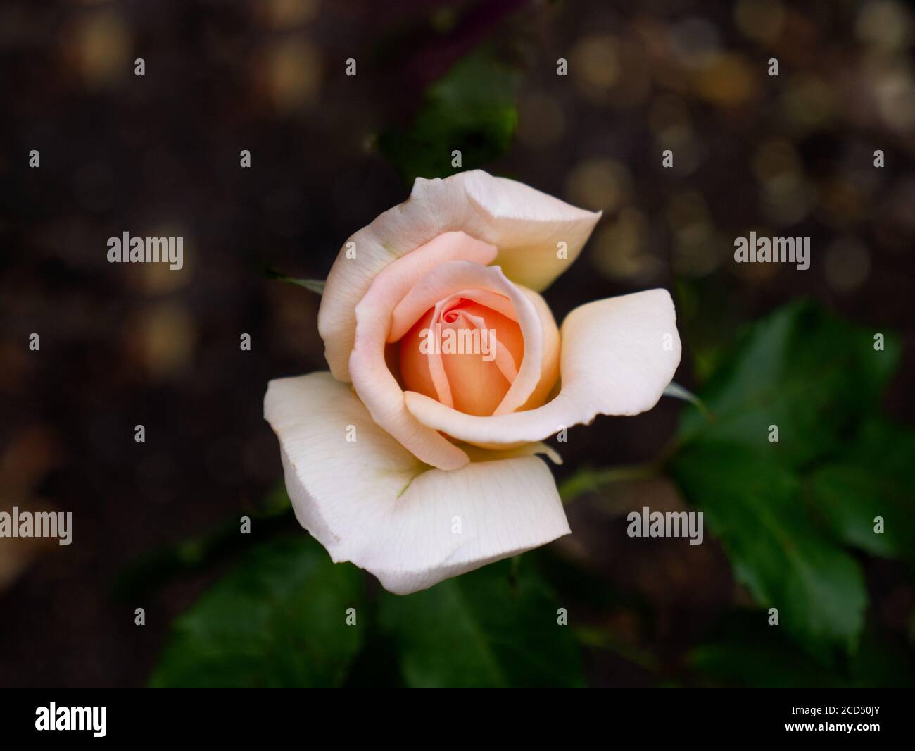 Rosa Hybrida, Roses, Yellow Tea Rose. Tea Rose. Romantic. Rose Buds ...