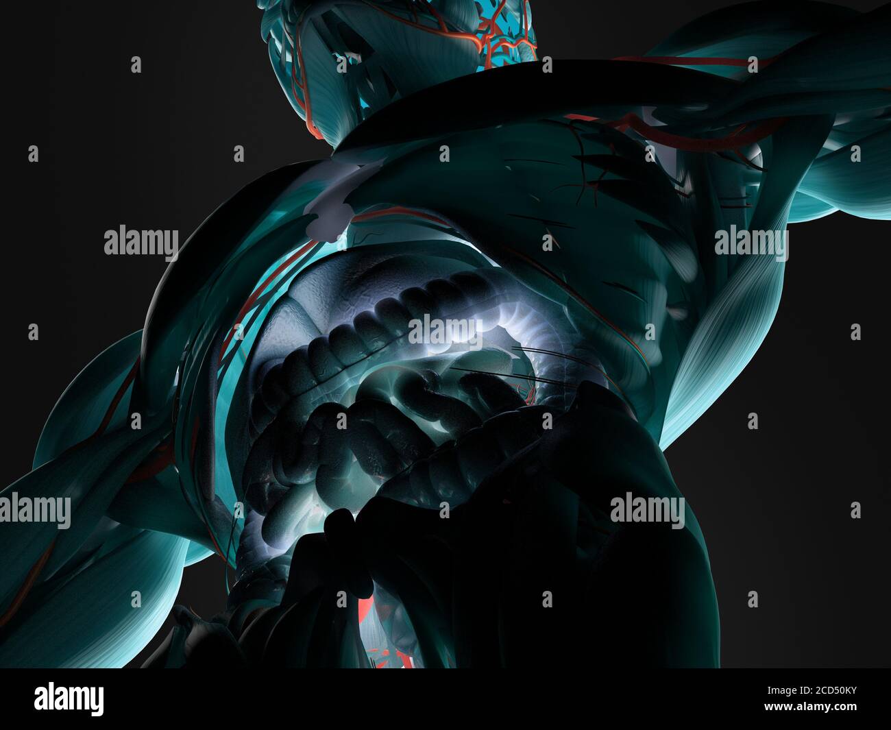 Human anatomy body concept art, 3d illustration Stock Photo - Alamy